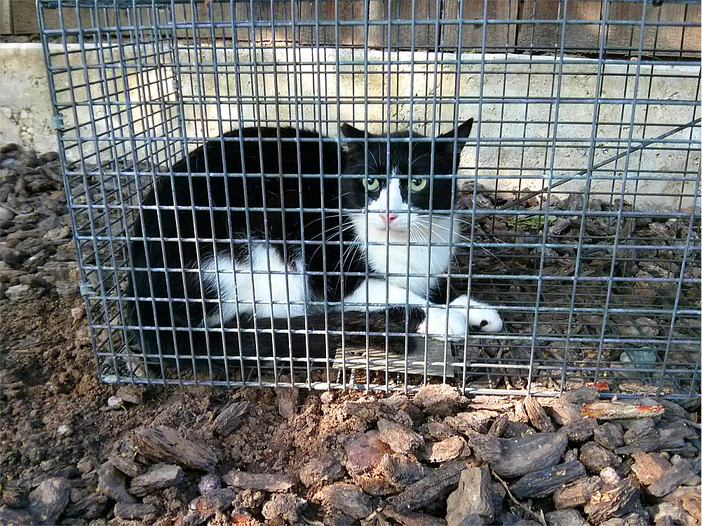What is TNR and how does it work? - Cat Around Town Project