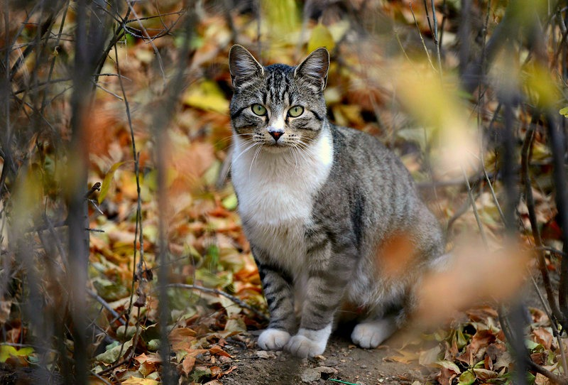 What is TNR and how does it work? - Cat Around Town Project