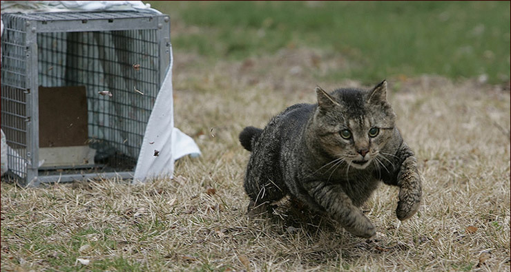What is TNR and how does it work? - Cat Around Town Project