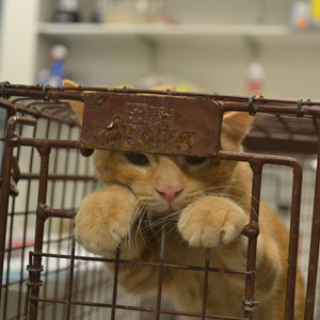 What is TNR and how does it work? - Cat Around Town Project