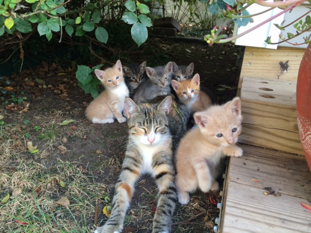What is TNR and how does it work? - Cat Around Town Project
