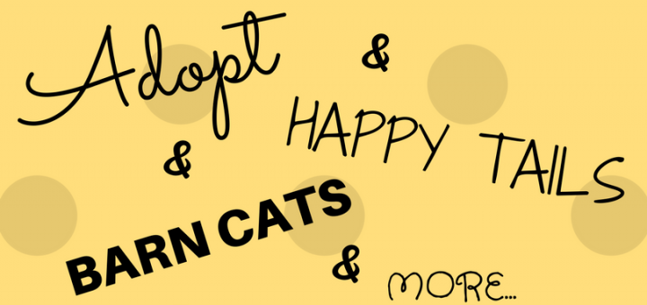 Adopt - Cat Around Town Project