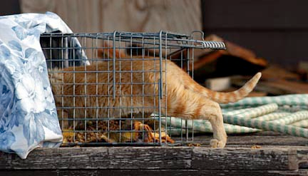 TNR (Trap, Neuter, Return) - Cat Around Town Project