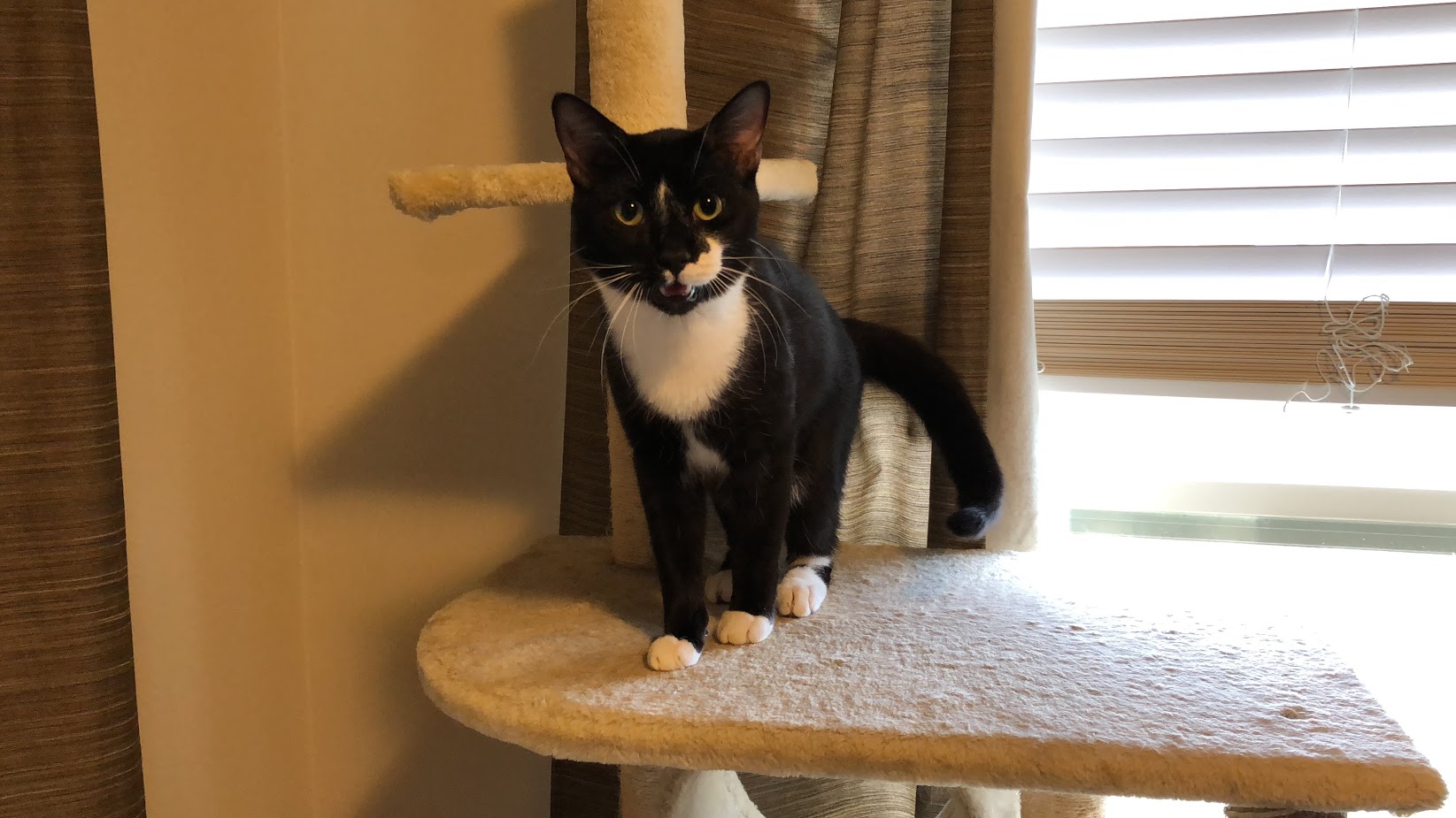 Bean {Adopted} - Cat Around Town Project
