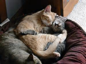 Introducing a New Cat - Cat Around Town Project