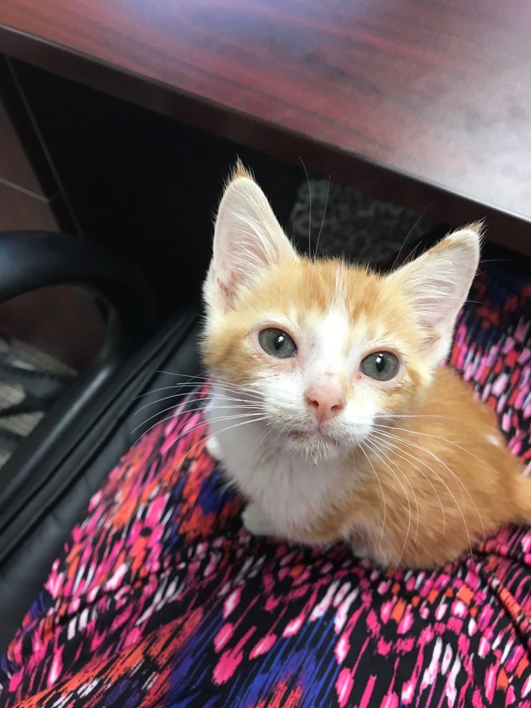 Emu {Adopted} - Cat Around Town Project