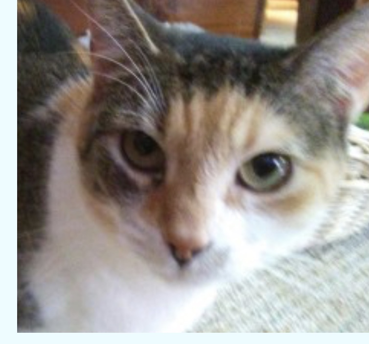 Abby - Cat Around Town Project