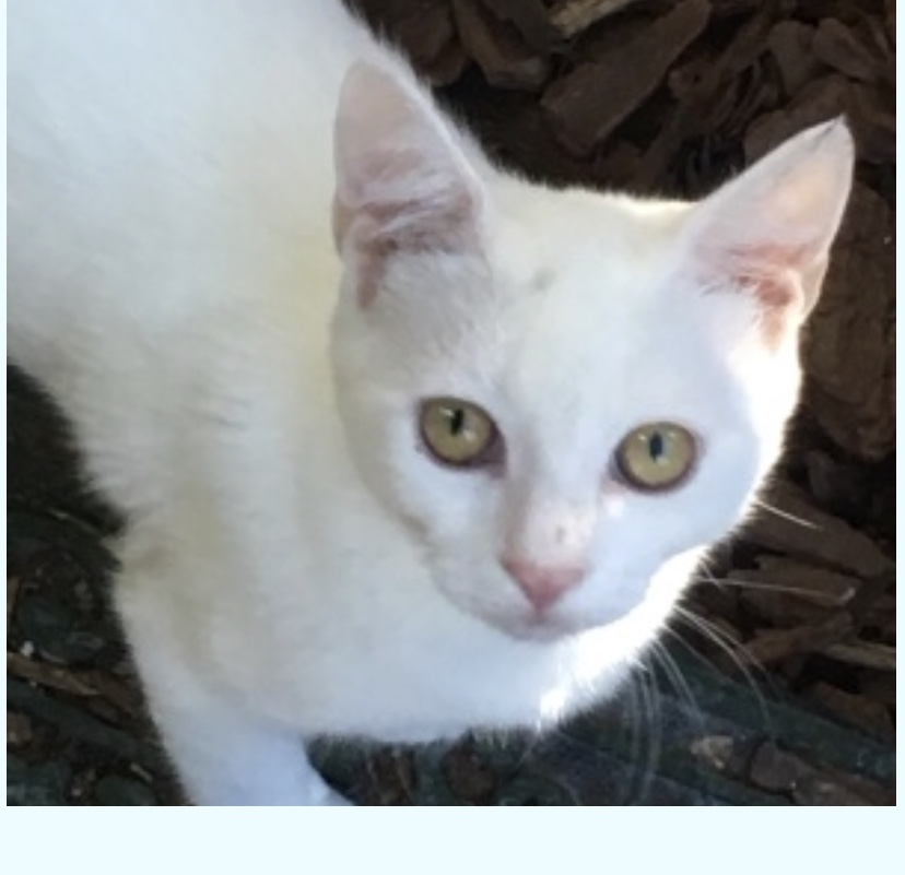 Spot - Cat Around Town Project