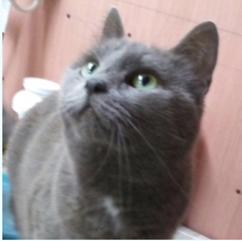 Sierra - Cat Around Town Project