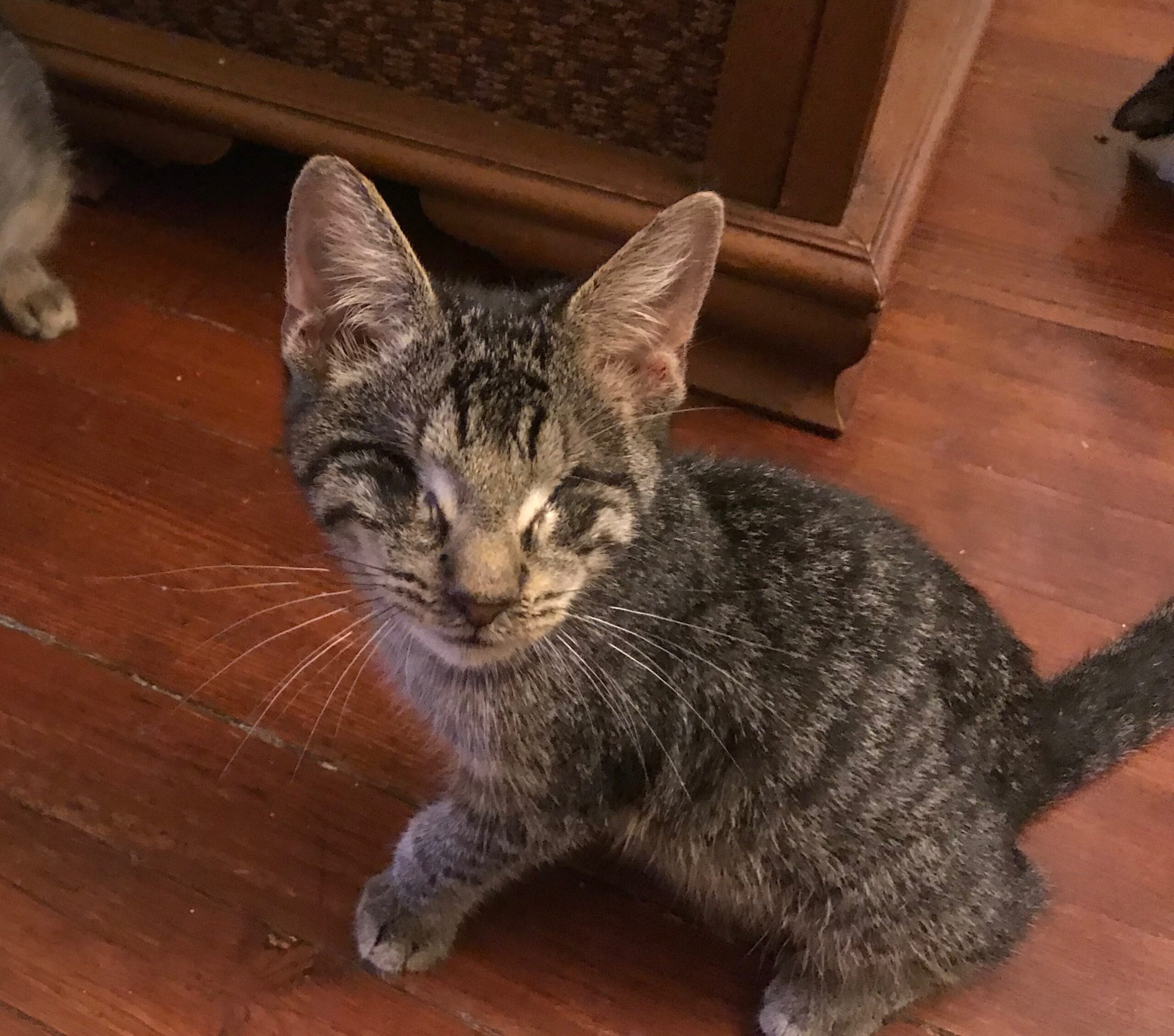Blog - Cat Around Town Project
