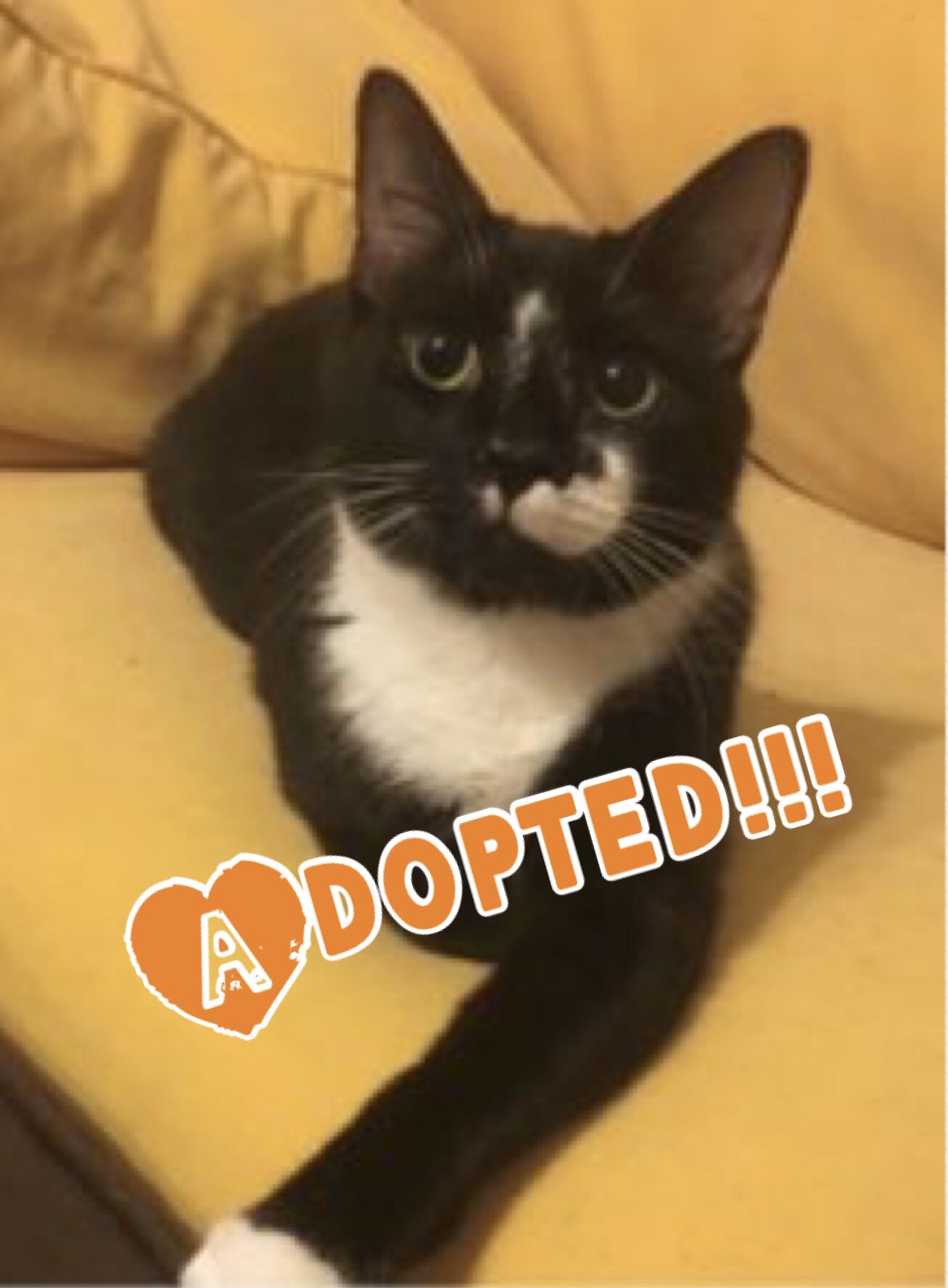 Happy Tails - Cat Around Town Project