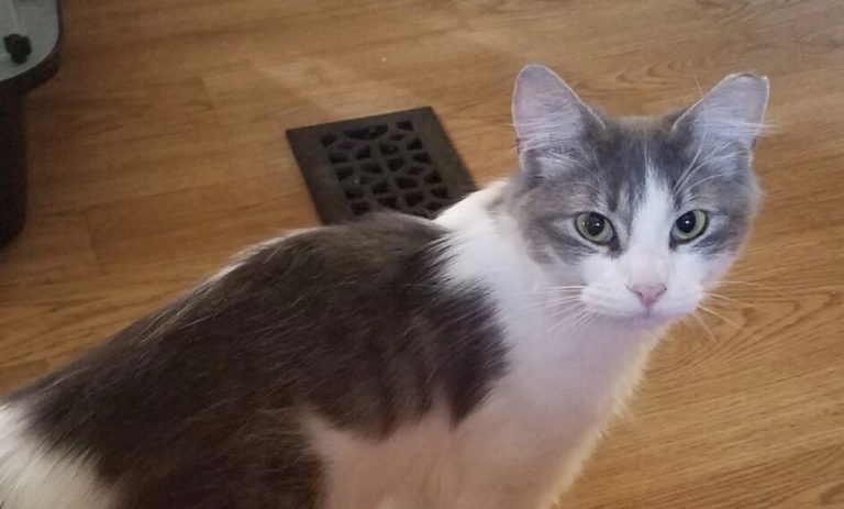 Blog - Cat Around Town Project