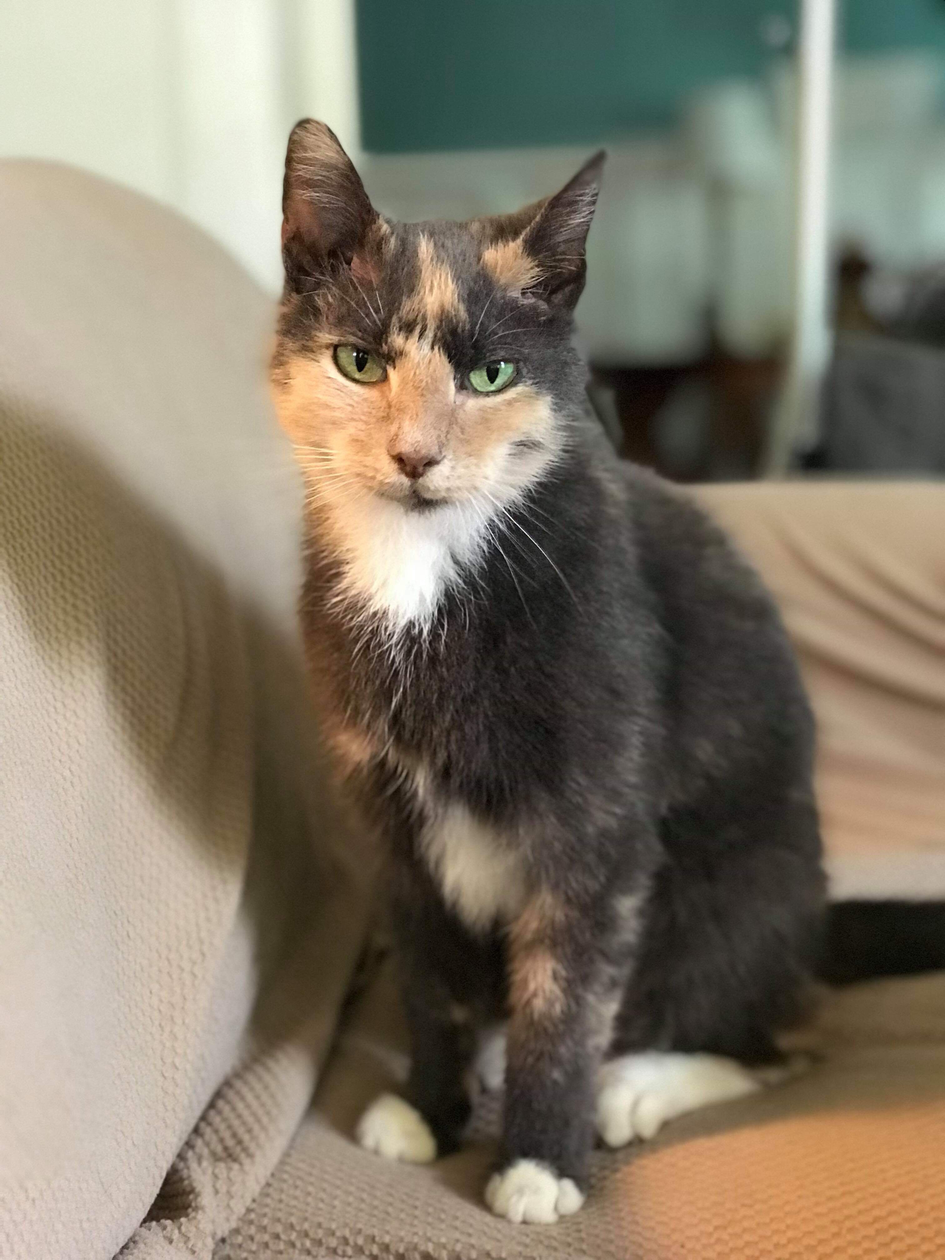 Available Kitties - Cat Around Town Project