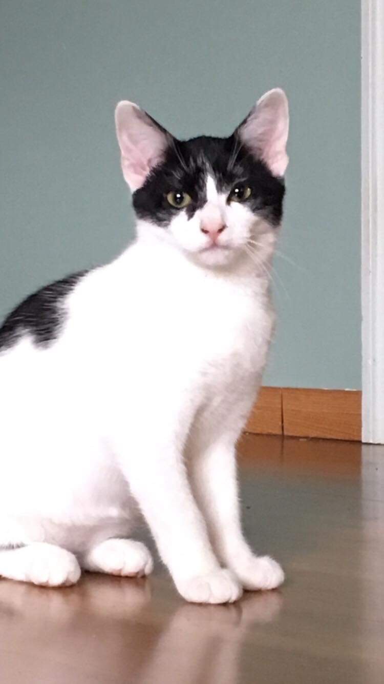 Available Kitties - Cat Around Town Project