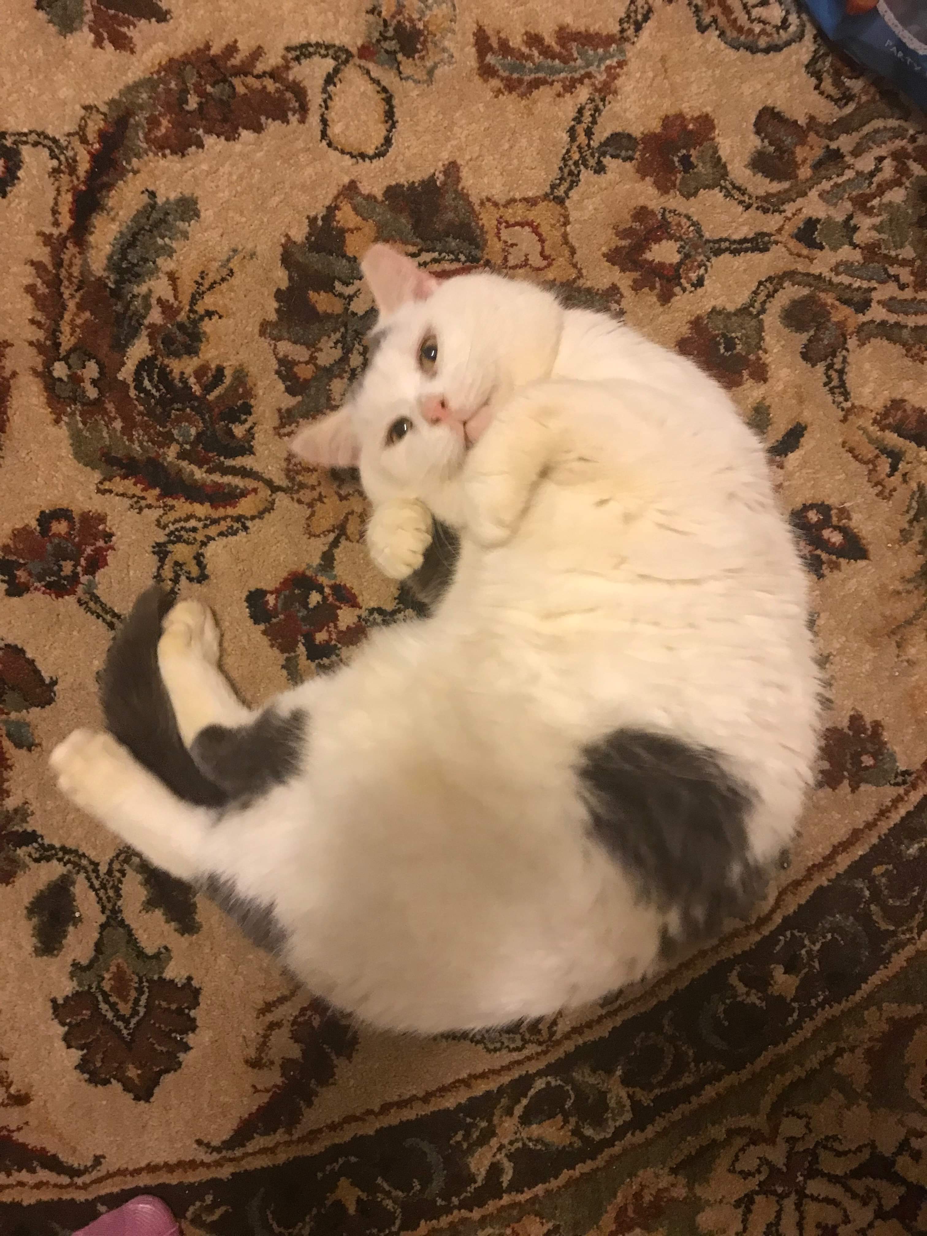 Available Kitties - Cat Around Town Project