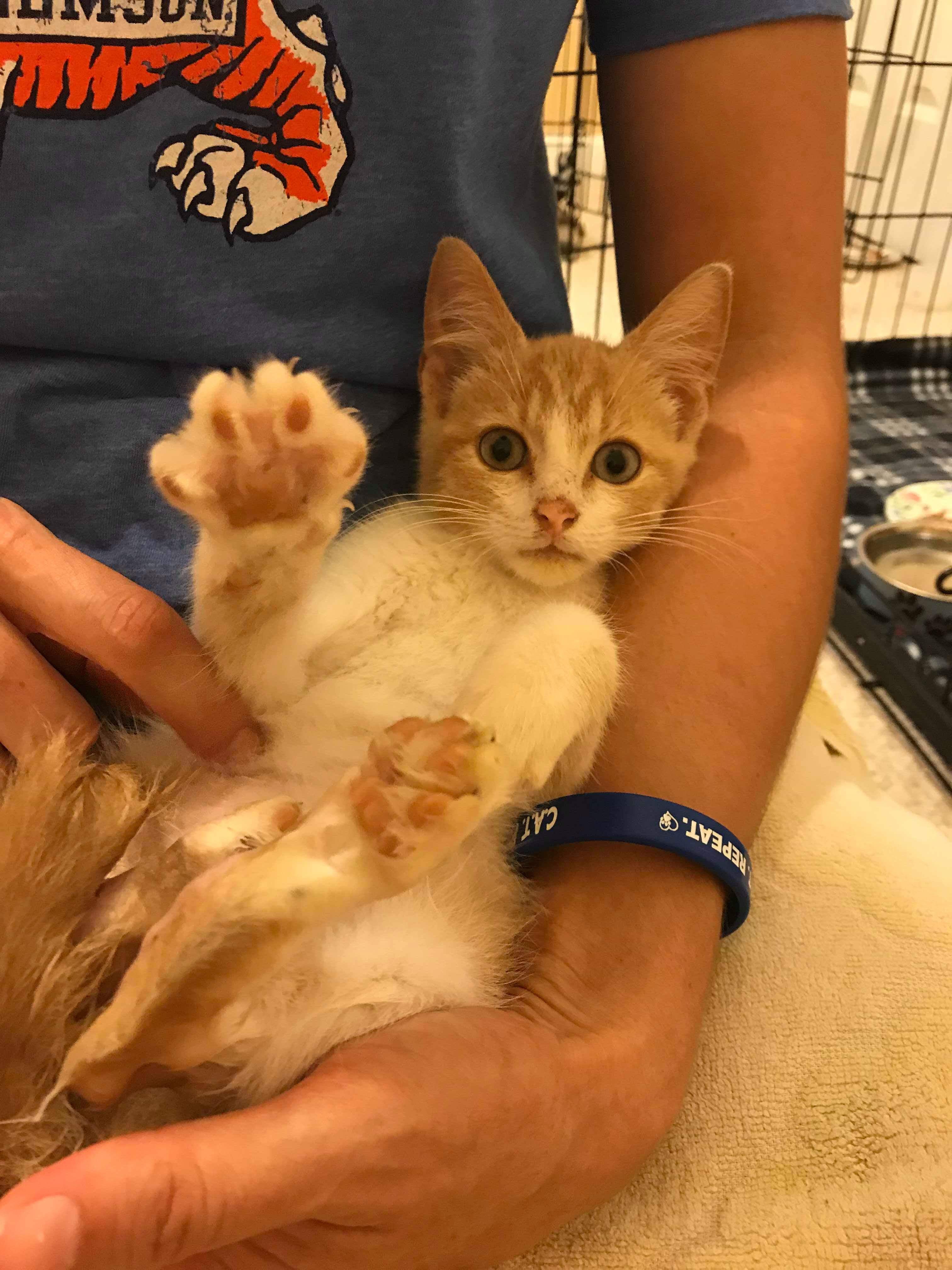 Available Kitties - Cat Around Town Project