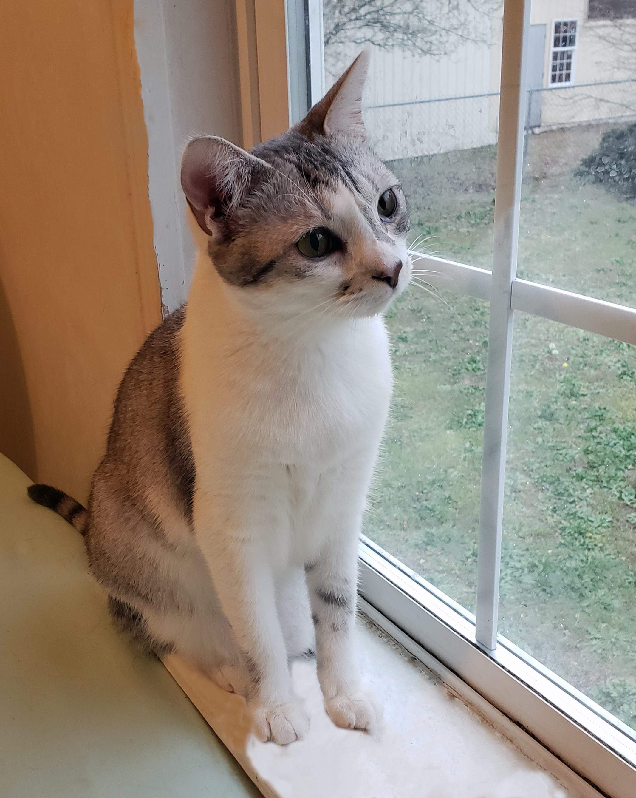 Available Kitties - Cat Around Town Project