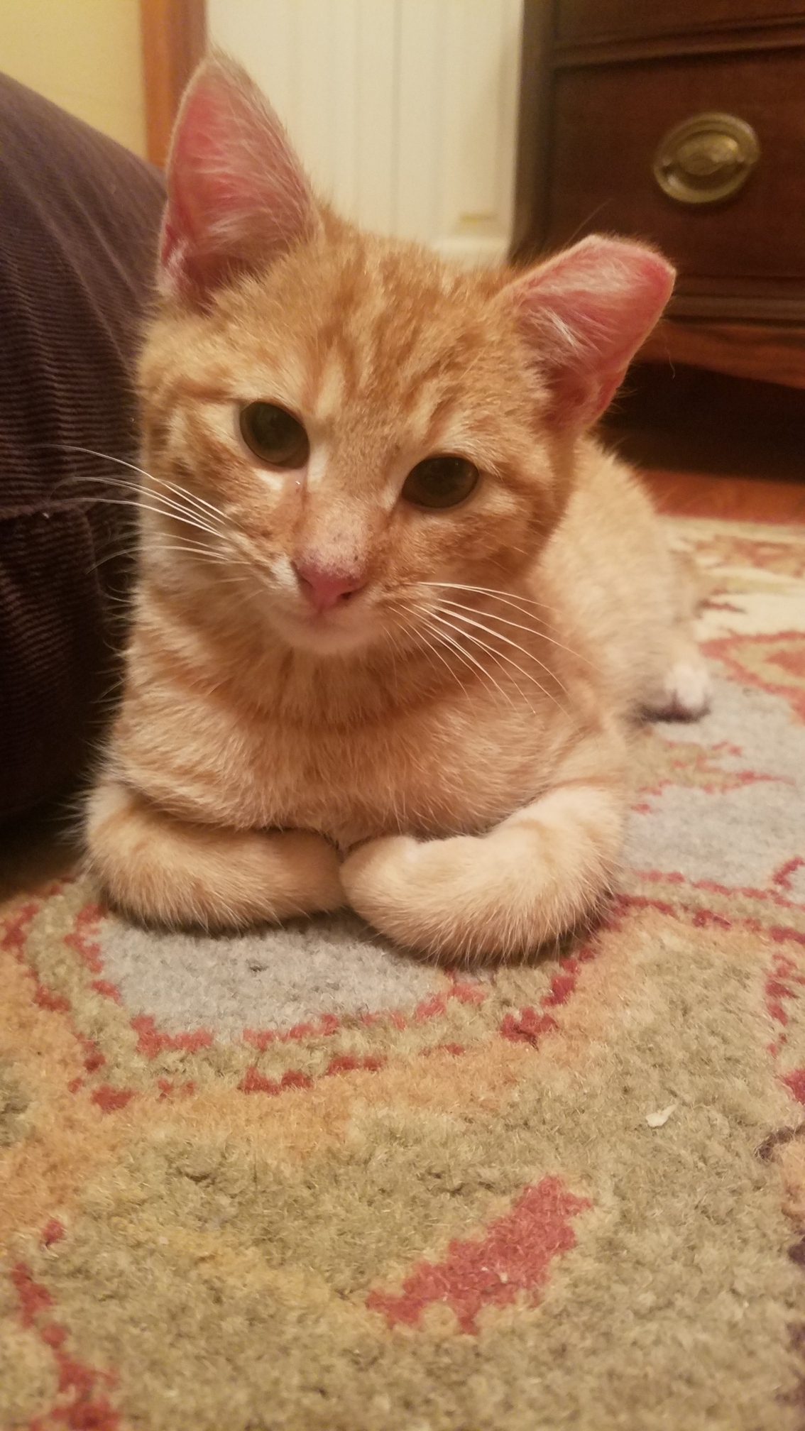 Available Kitties - Cat Around Town Project