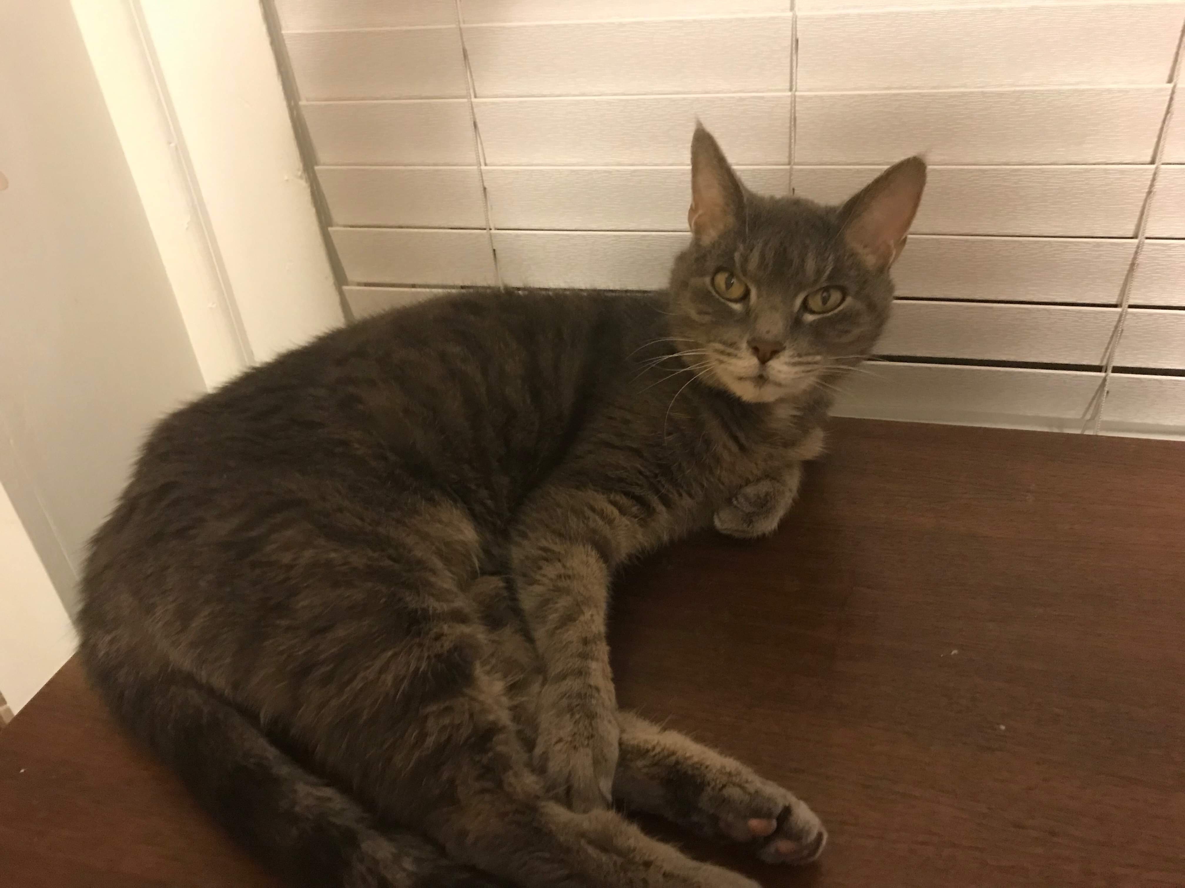 Available Kitties - Cat Around Town Project