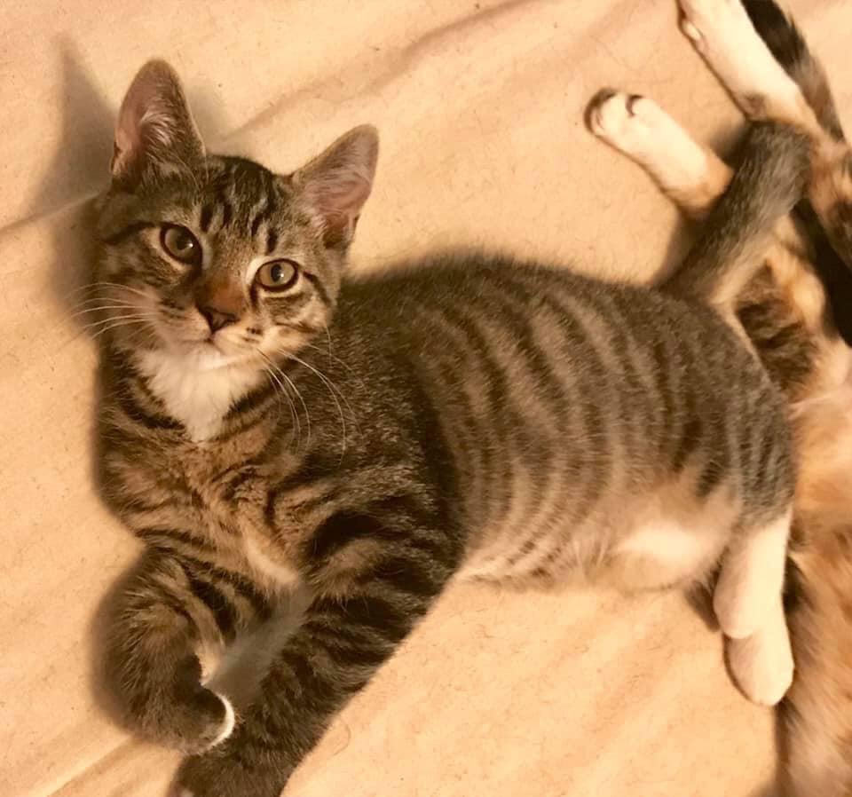 Available Kitties - Cat Around Town Project