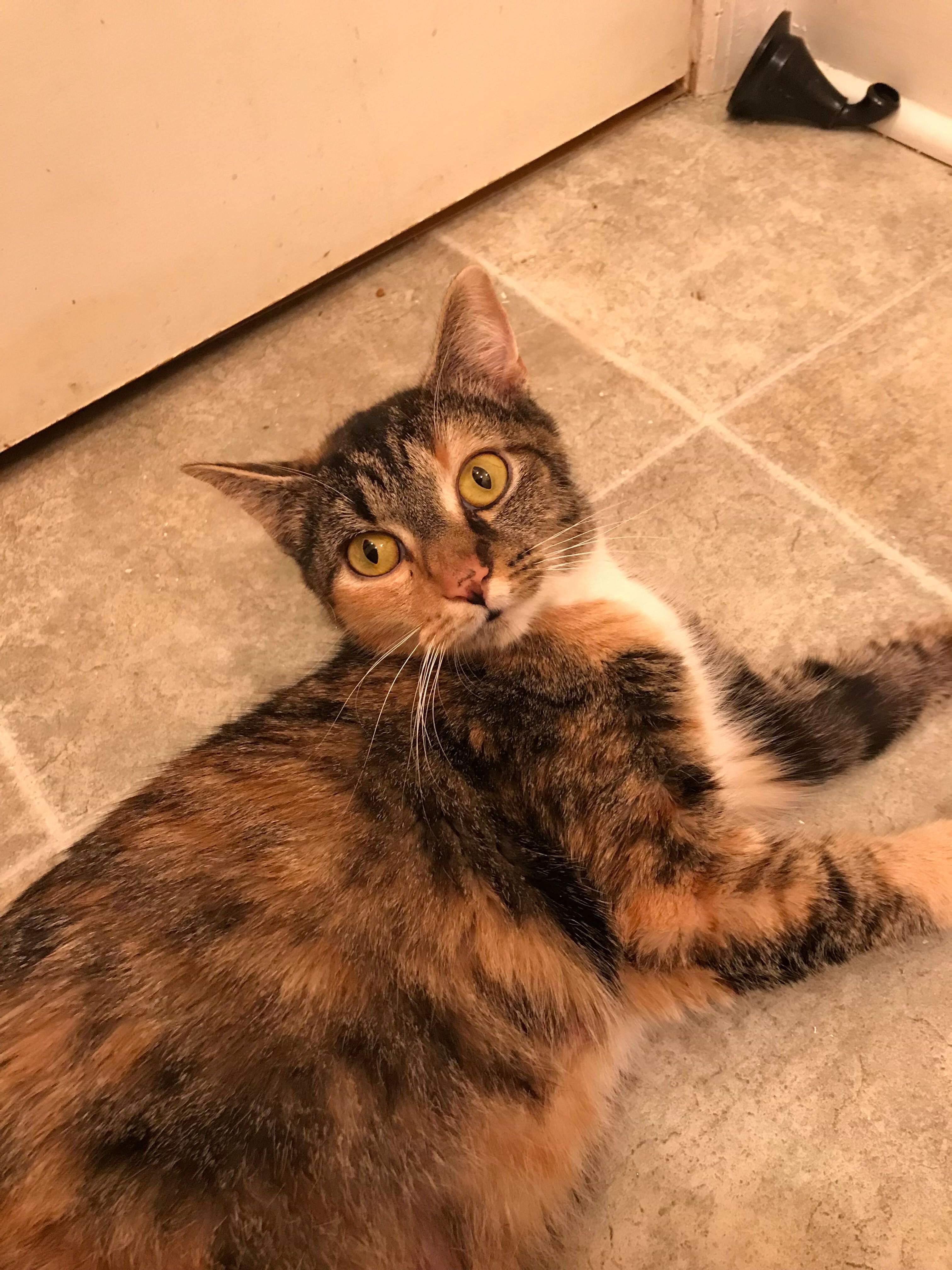 Available Kitties - Cat Around Town Project