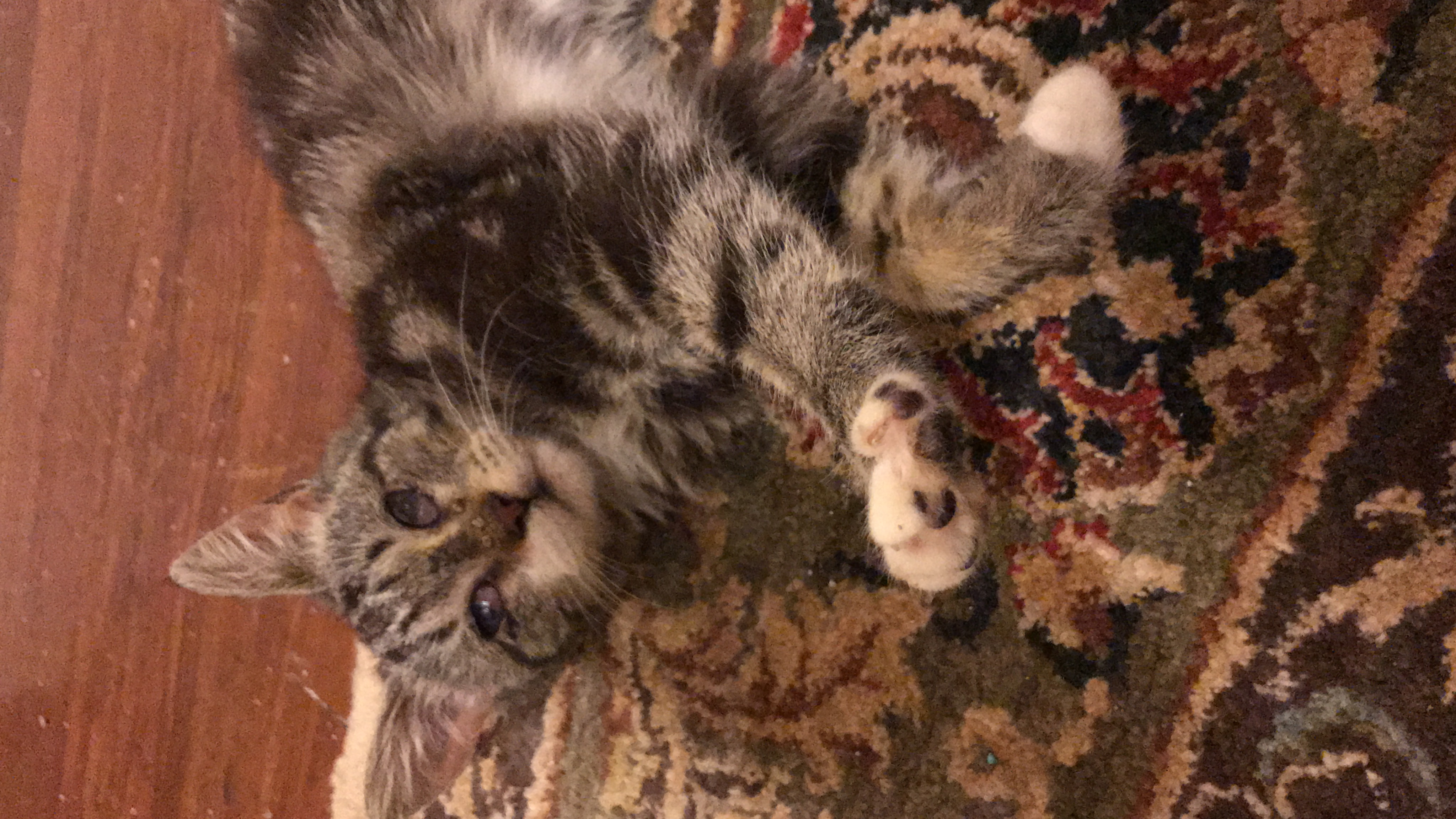 Available Kitties - Cat Around Town Project