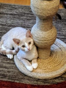 Available Kitties - Cat Around Town Project