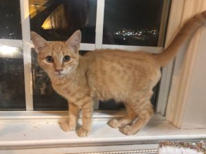 Available Kitties - Cat Around Town Project