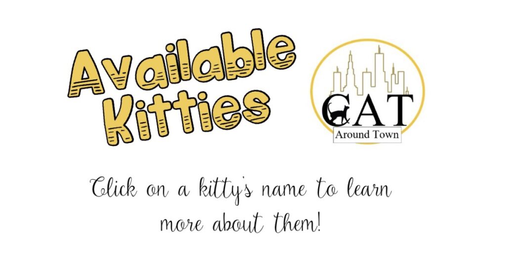 Available Kitties - Cat Around Town Project