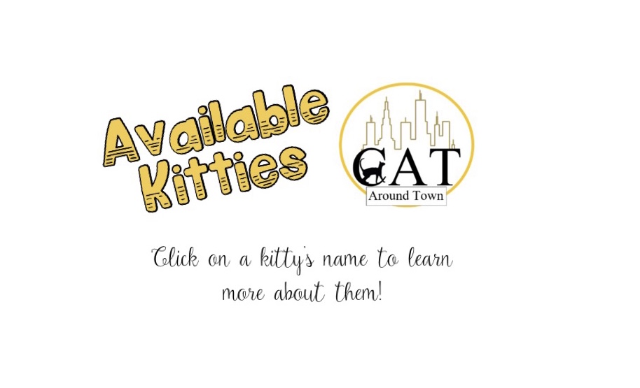 Available Kitties