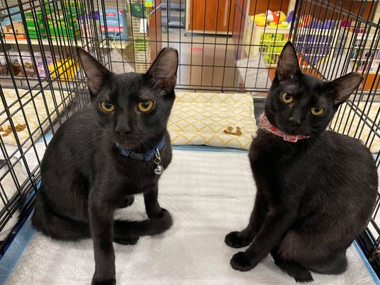 Blog - Cat Around Town Project