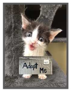 Adopt - Cat Around Town Project
