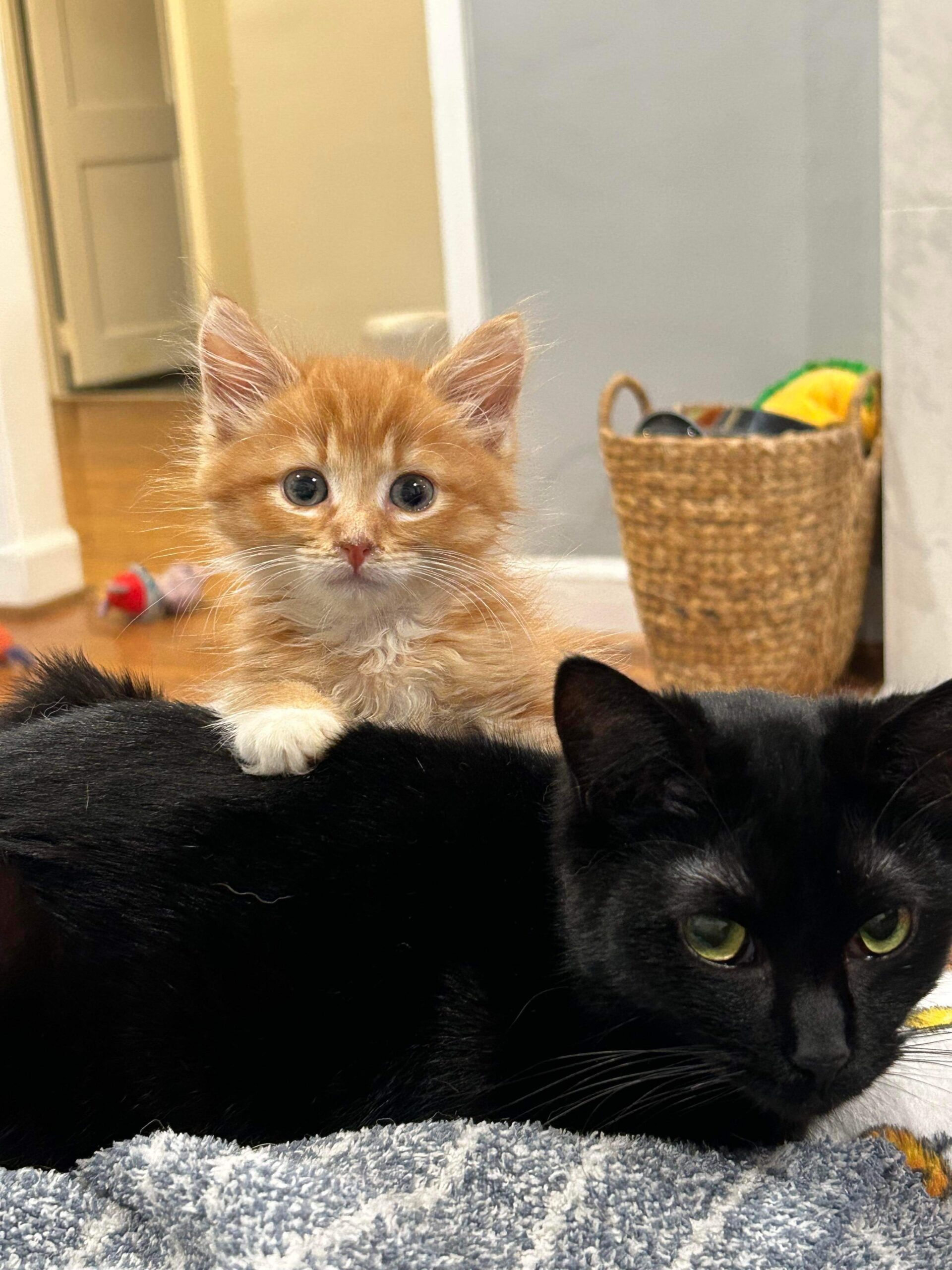 Upcoming Events – Cat Around Town Project