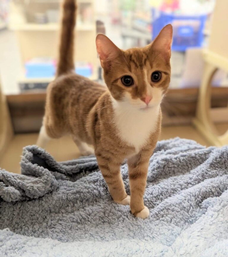 Blog - Cat Around Town Project